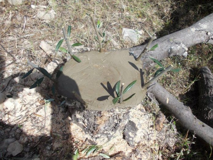 Το μπόλιασμα της ελιάς και τα μικρά μεγάλα "μυστικά"