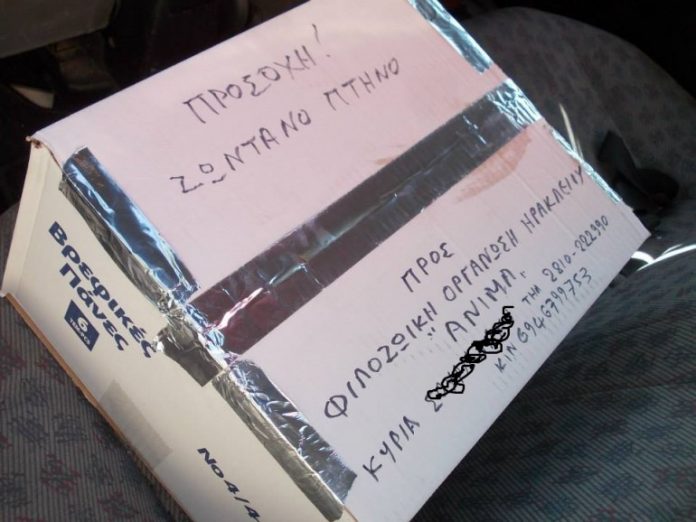 Τι να κανετε αν συναντήσετε ενα χτυπημενο γερακι