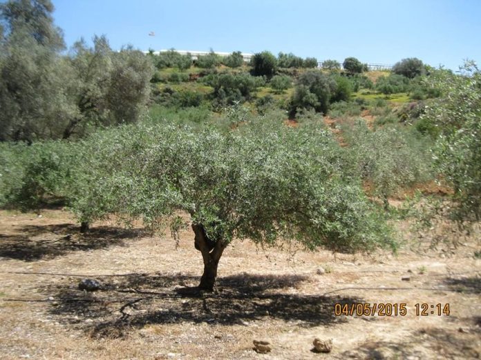 Η τέχνη του κλαδέματος της ελιάς