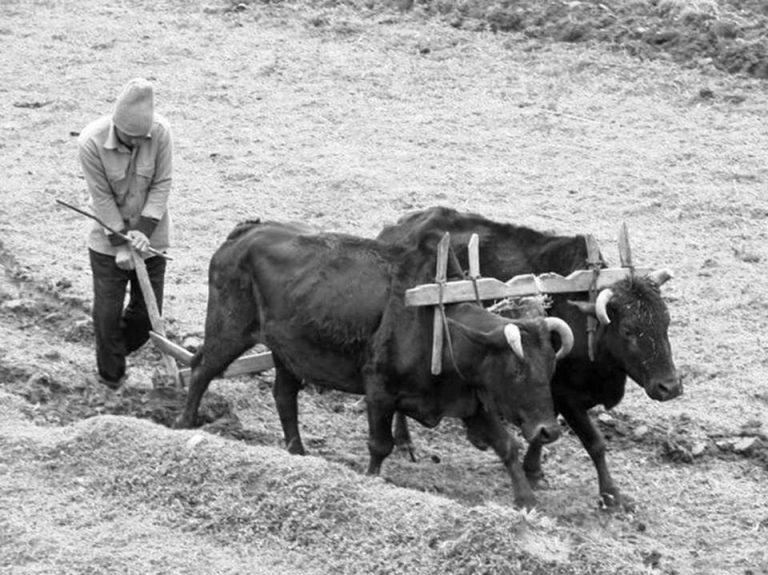 Όργωμα με ξύλινο αλέτρι (ησιόδειο άροτρο)