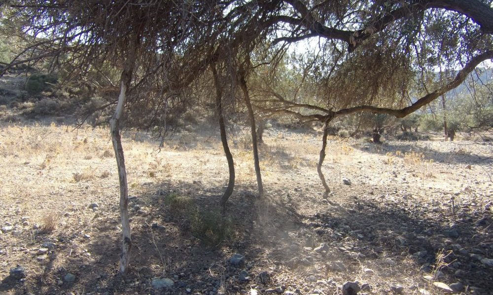 Η τέχνη του κλαδέματος της ελιάς
