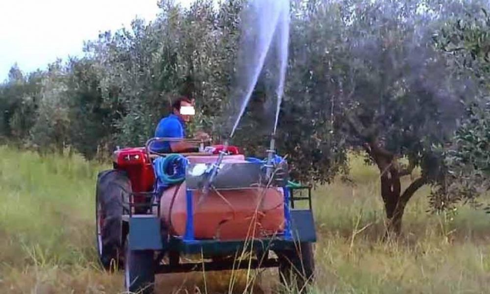 Η τέχνη του κλαδέματος της ελιάς